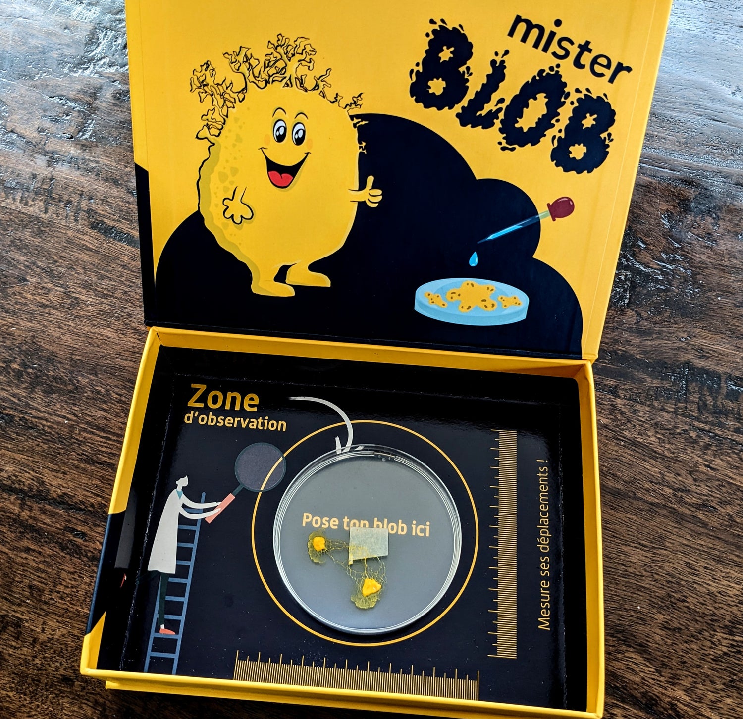 Coffret "blob box" Physarum polycephalum | Acheter un blob | Mister Blob