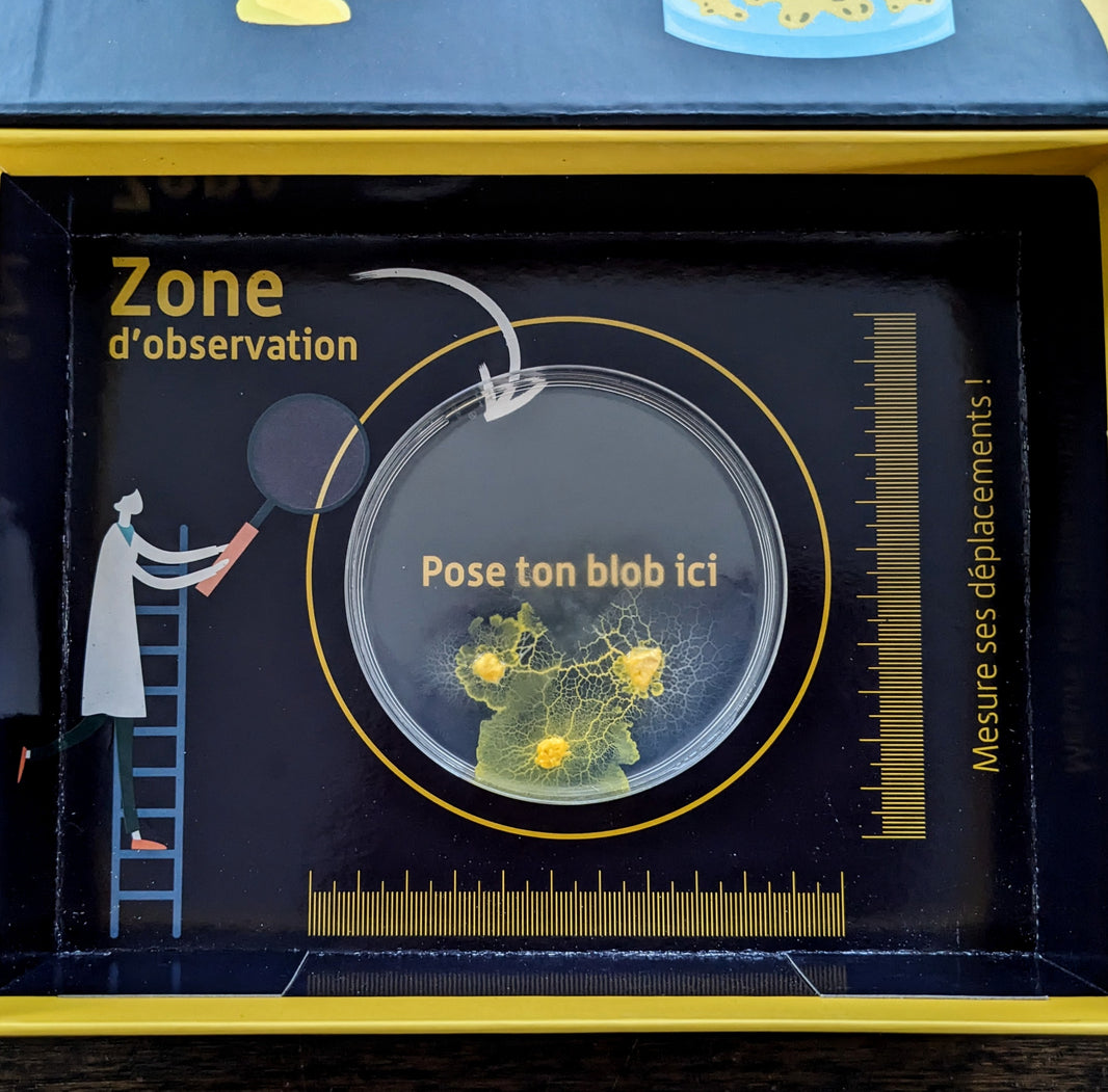 Coffret "blob box" Physarum polycephalum | Acheter un blob | Mister Blob