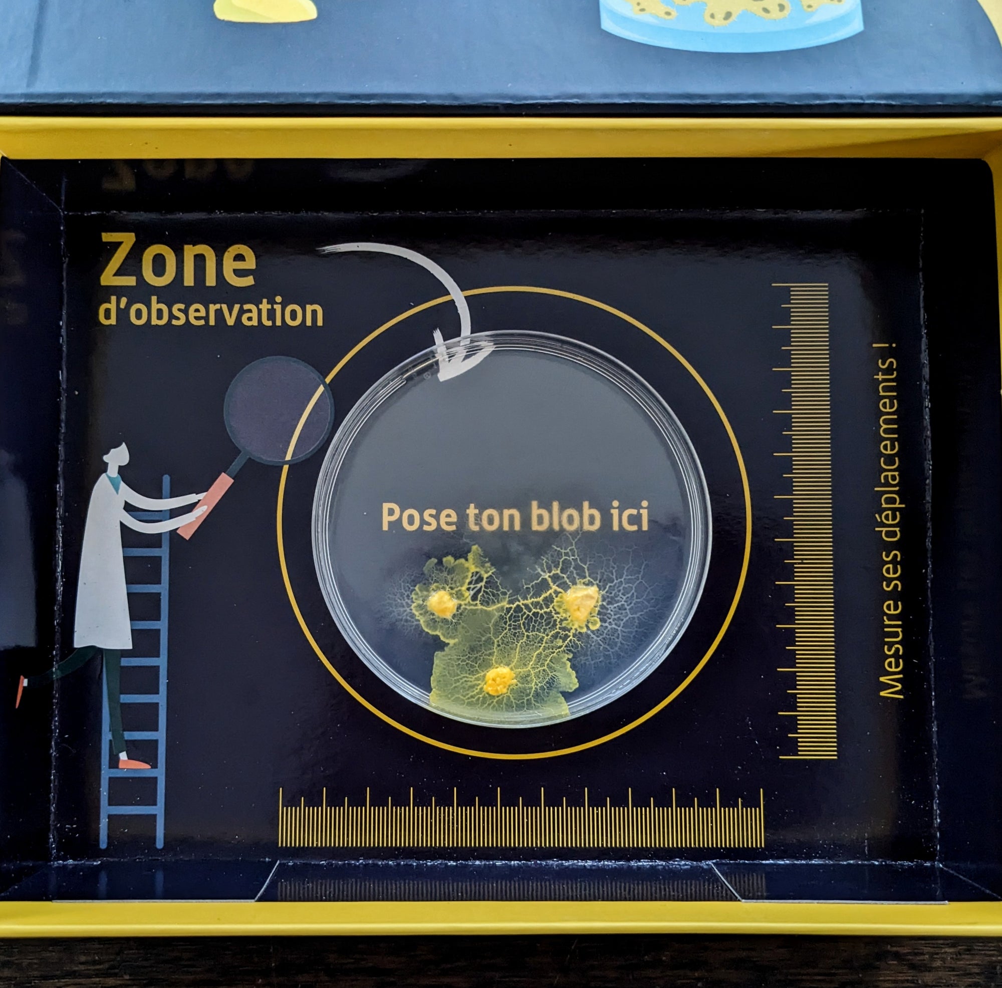 Coffret "blob box" Physarum polycephalum | Acheter un blob | Mister Blob