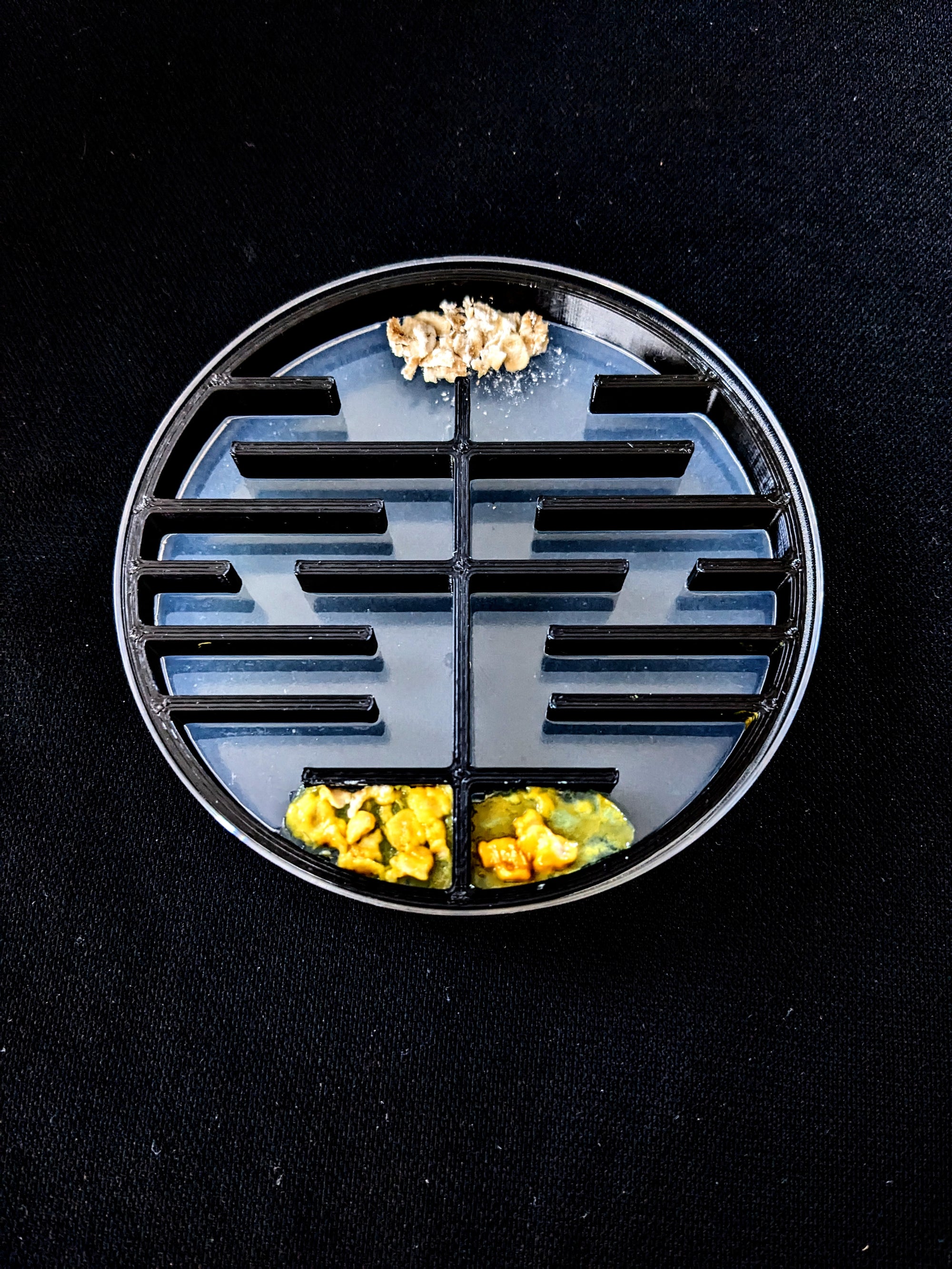 Coffret "blob box" Physarum polycephalum | Acheter un blob | Mister Blob