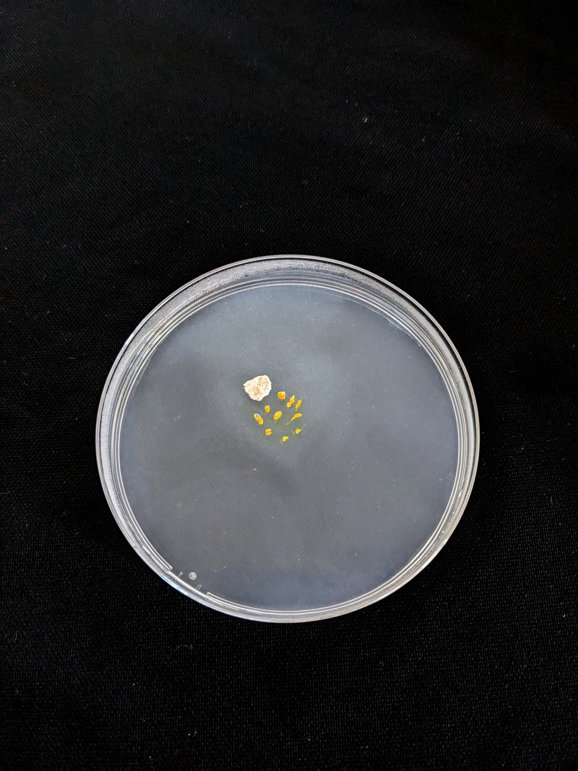 Coffret "blob box" Physarum polycephalum | Acheter un blob | Mister Blob